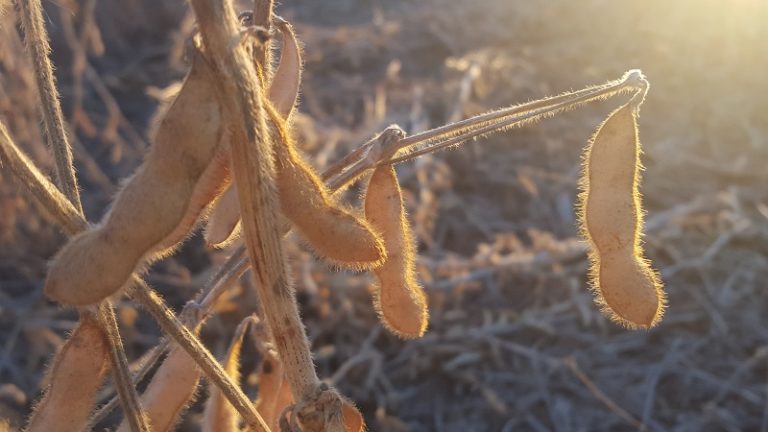 Ground-breaking nearing for soybean crushing plant being built in Iowa ...